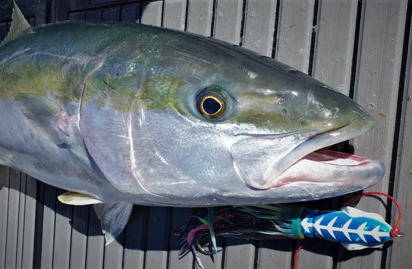 King Fish Teeth